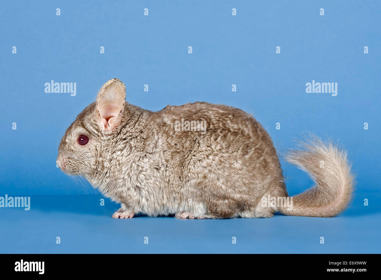 Chinchilla chinchilla hi-res stock photography and images - Alamy