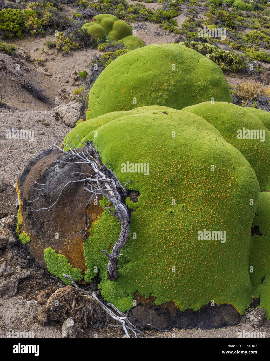 Azorella hi-res stock photography and images - Alamy