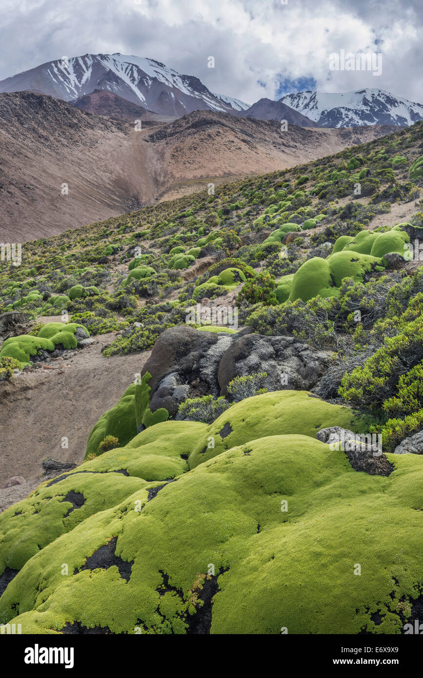 Azorella compacta hi-res stock photography and images - Alamy
