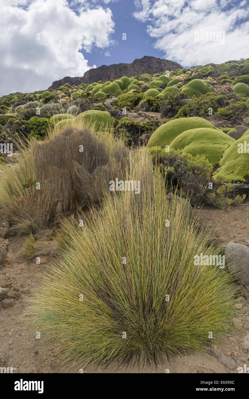 Ichu Grass High Resolution Stock Photography and Images - Alamy