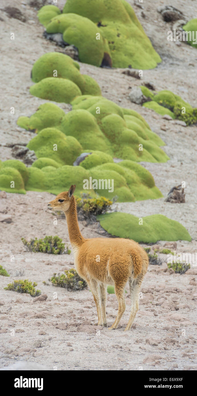 Yareta plants hi-res stock photography and images - Alamy