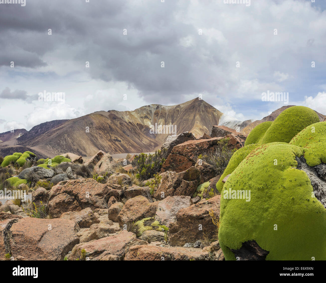 Llareta cushion plant azorella compacta hi-res stock photography and ...
