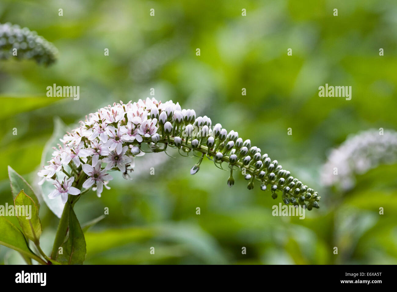 Lysimachia clethroides.Gooseneck loosestrife flower Stock Photo - Alamy