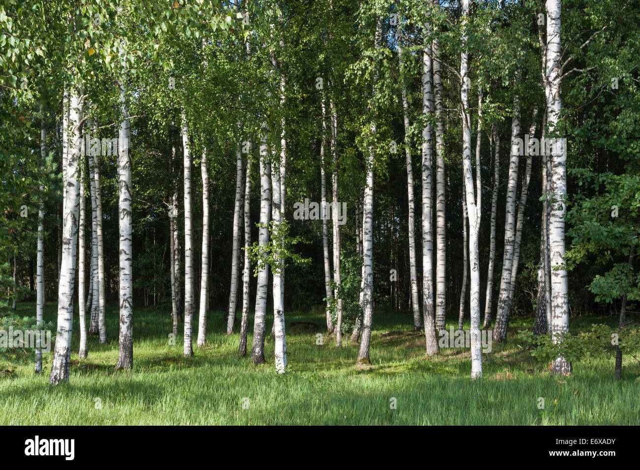 The birch hi-res stock photography and images - Alamy