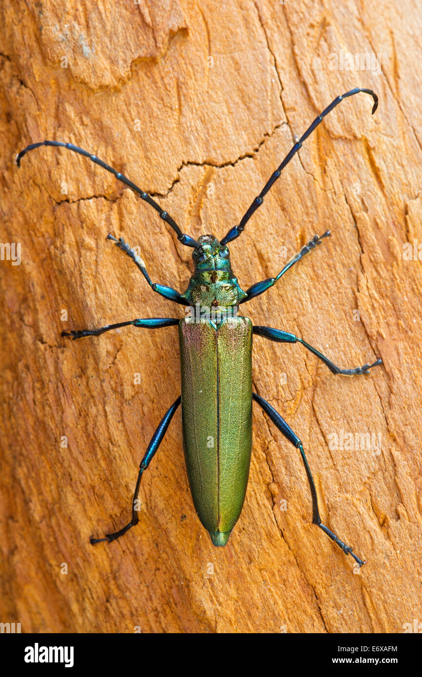 Musk Beetle (Aromia moschata), Tyrol, Austria Stock Photo - Alamy