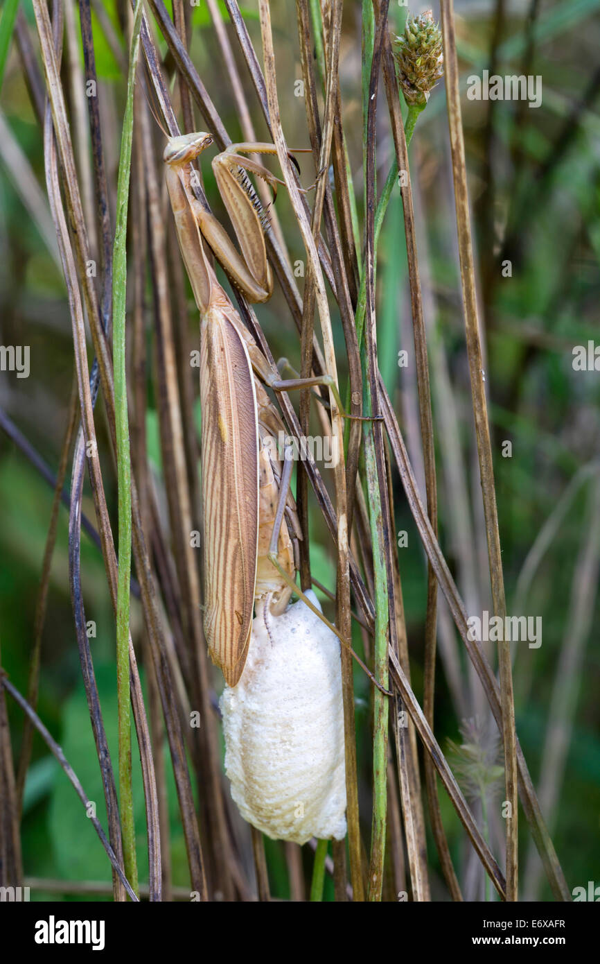 Praying Mantis (Mantis religiosa), laying eggs in an ootheca ...