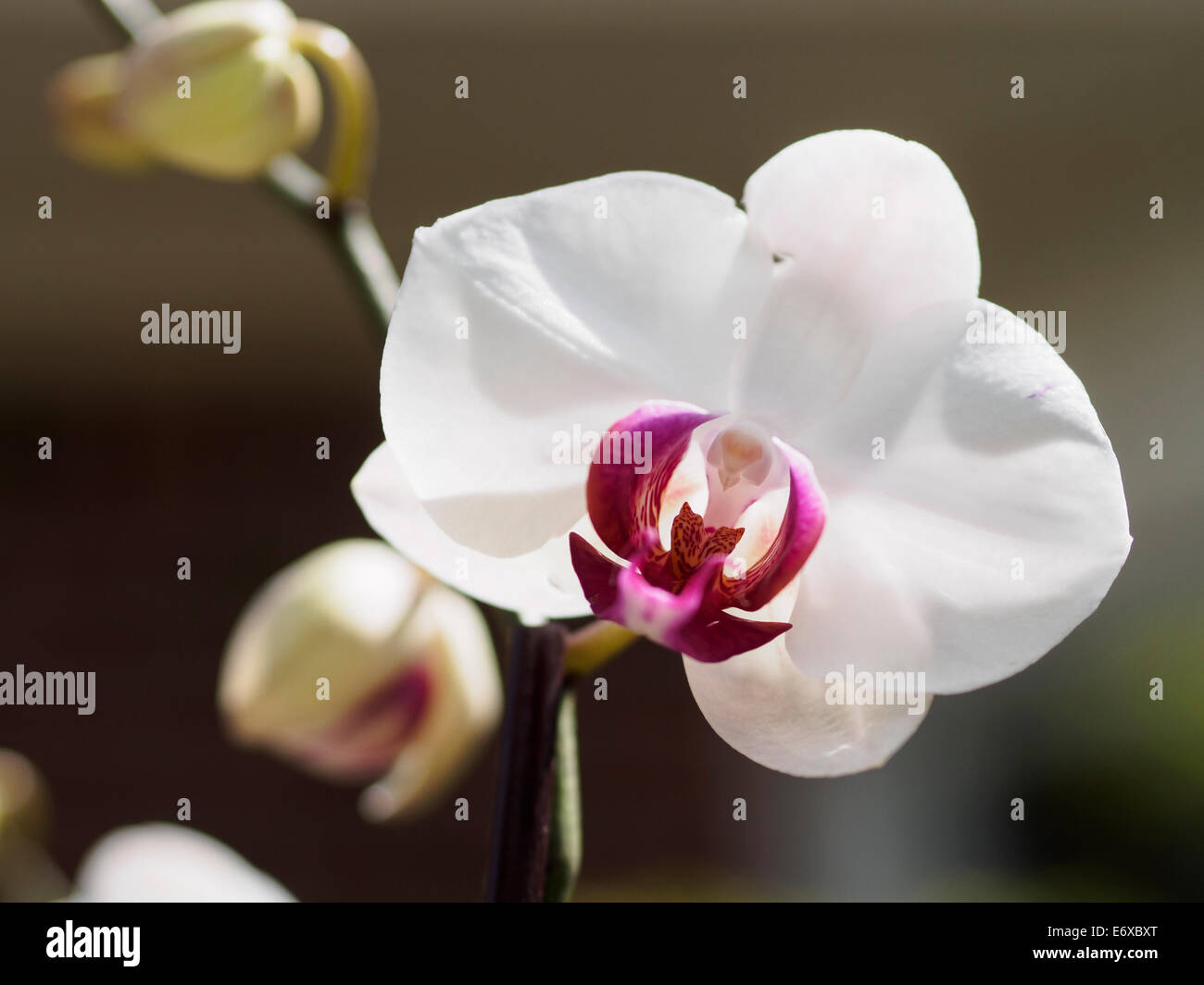 White Moth Orchid Stock Photo - Alamy
