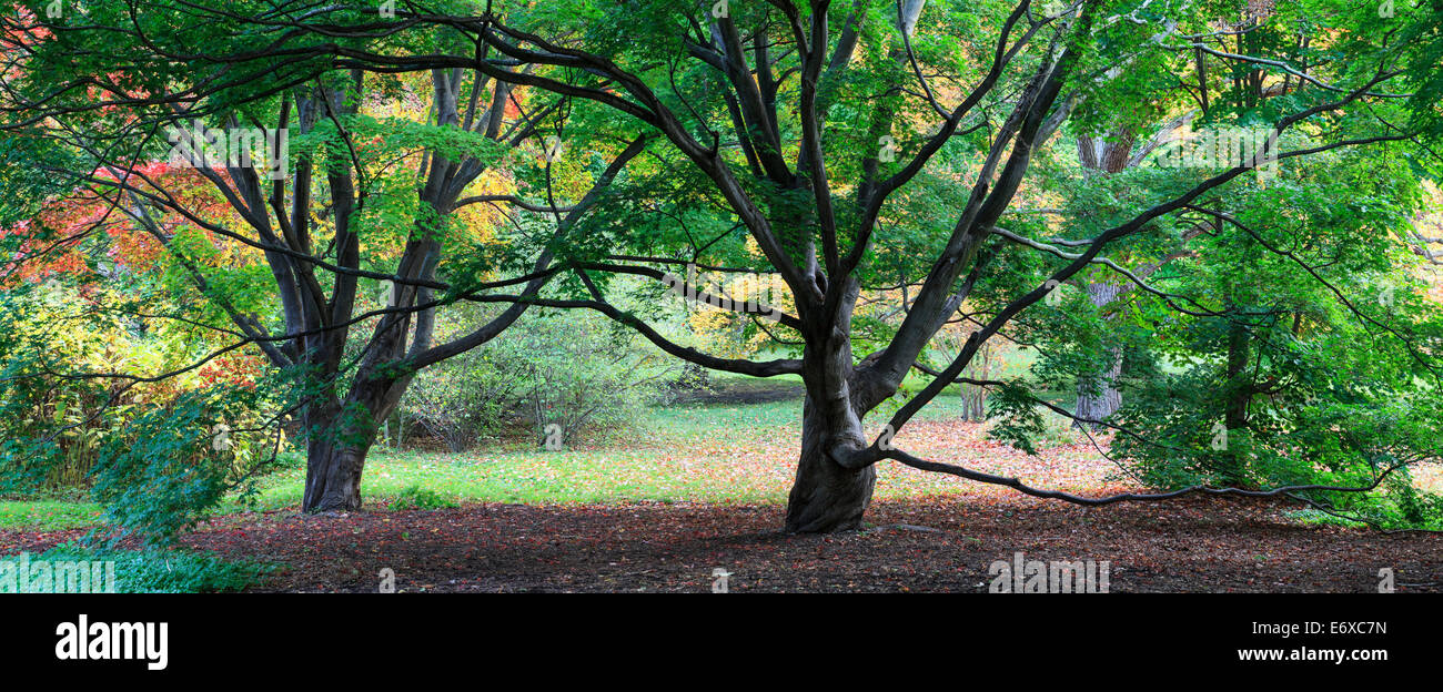 Trees in Arnold Arboretum, Boston, Massachusetts, USA Stock Photo - Alamy