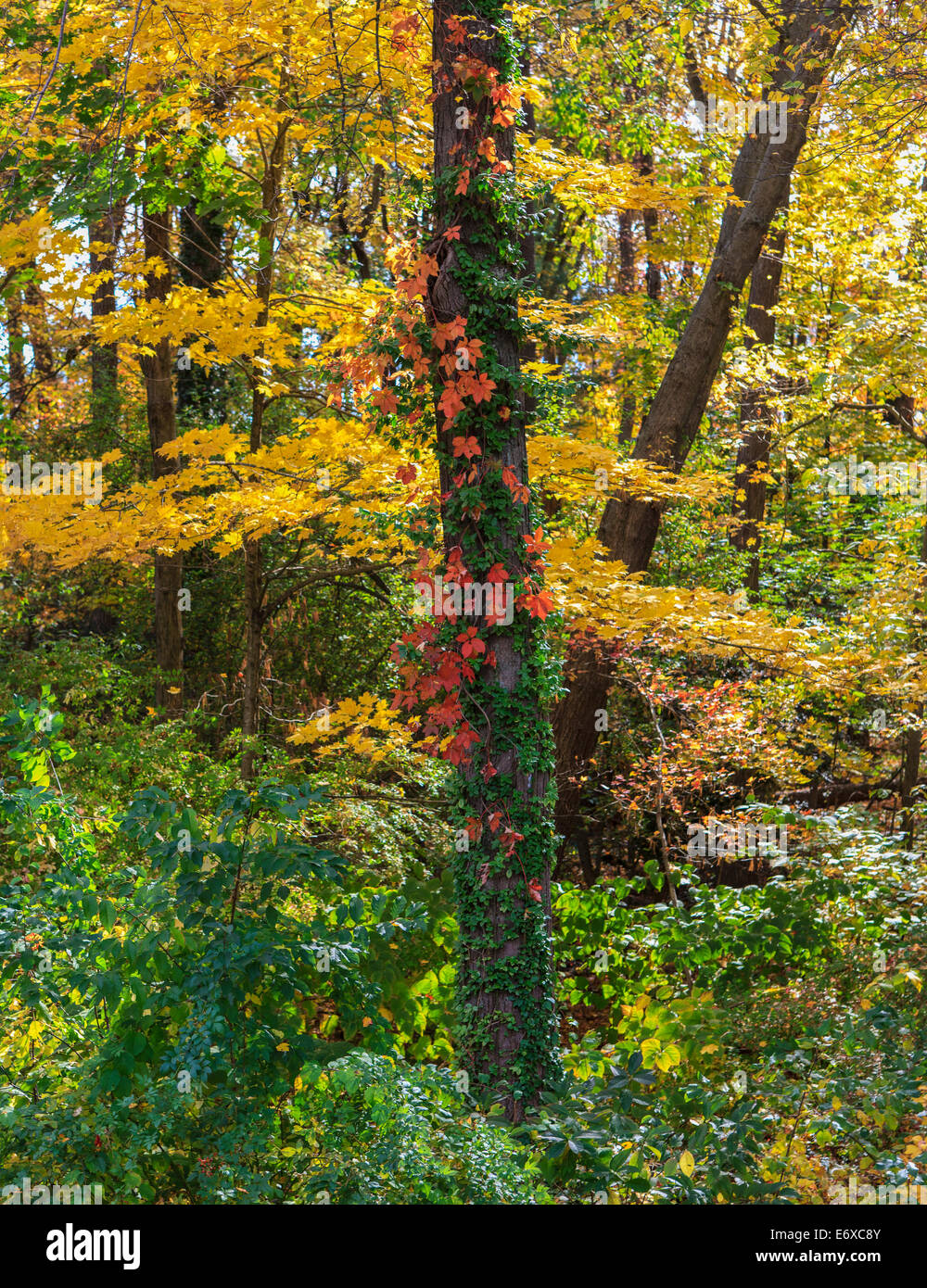 Fall foliage in Needham, Massachusetts, USA Stock Photo - Alamy