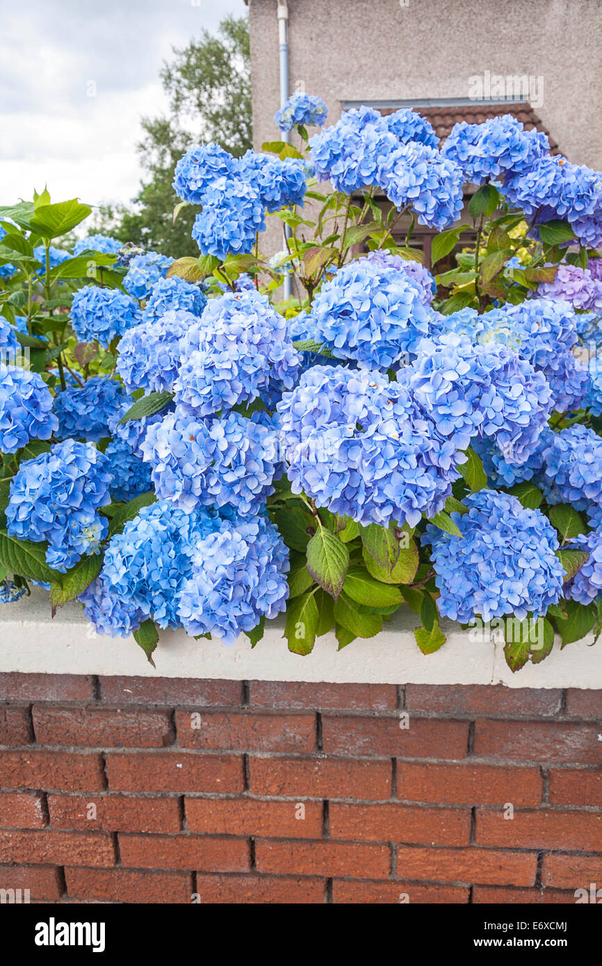 Beautiful blue Hortensia blooming outside a house Stock Photo - Alamy