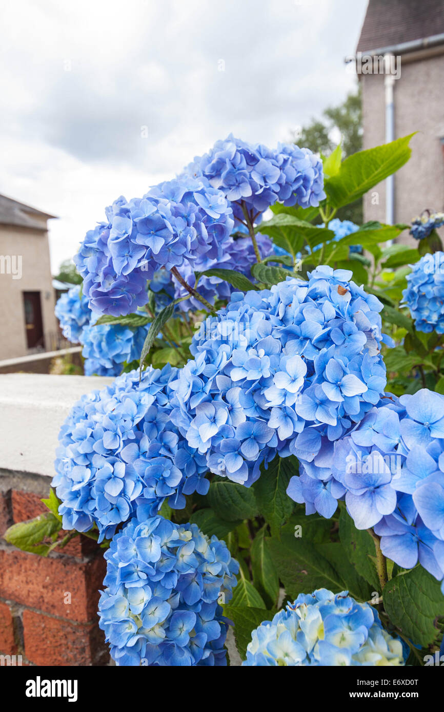 Beautiful blue Hortensia blooming outside a house Stock Photo - Alamy