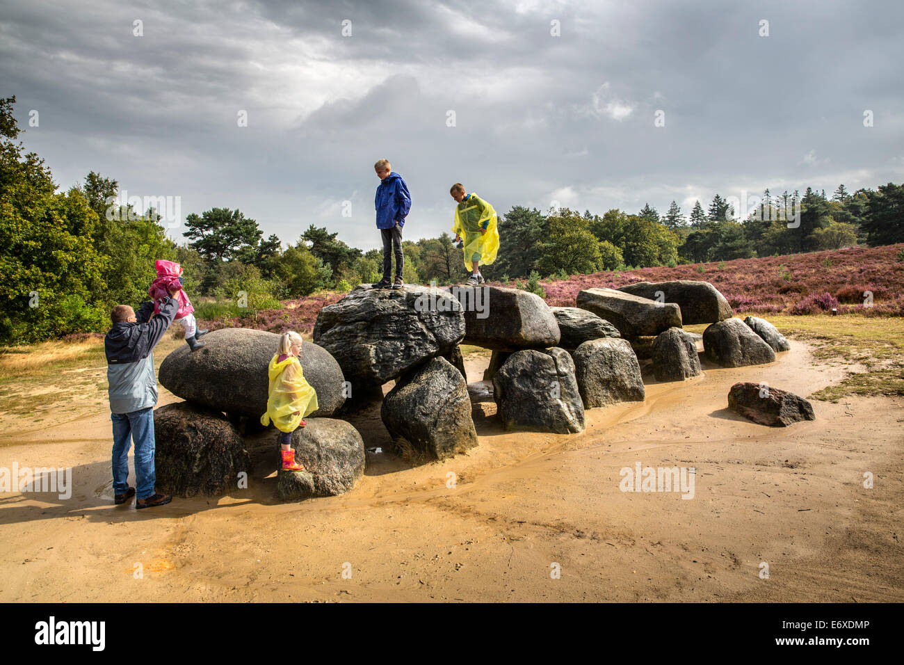 Netherlands havelte heathland holtingerveld heide hi-res stock ...