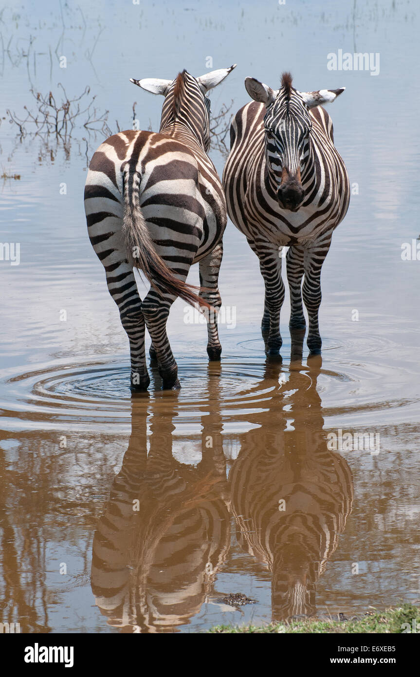 Two Common Zebra stand side by side in shallow flood water at lake edge ...