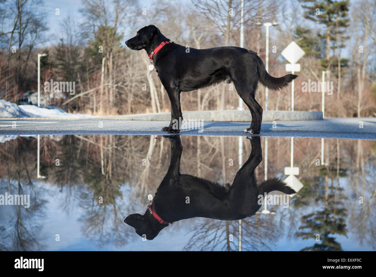 Black labrador retriever standing hi-res stock photography and images ...