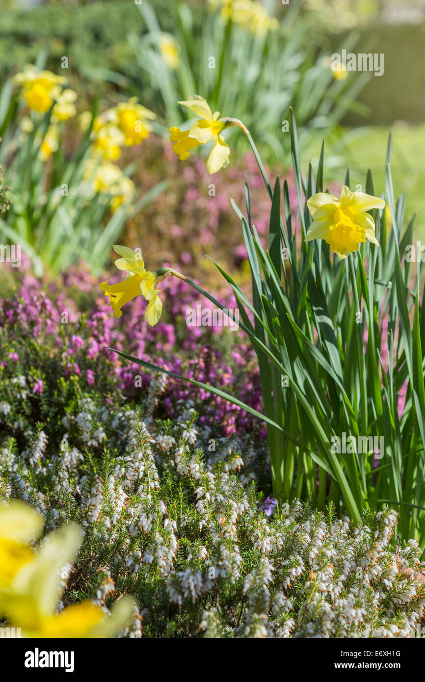 Heather garden border hi-res stock photography and images - Alamy