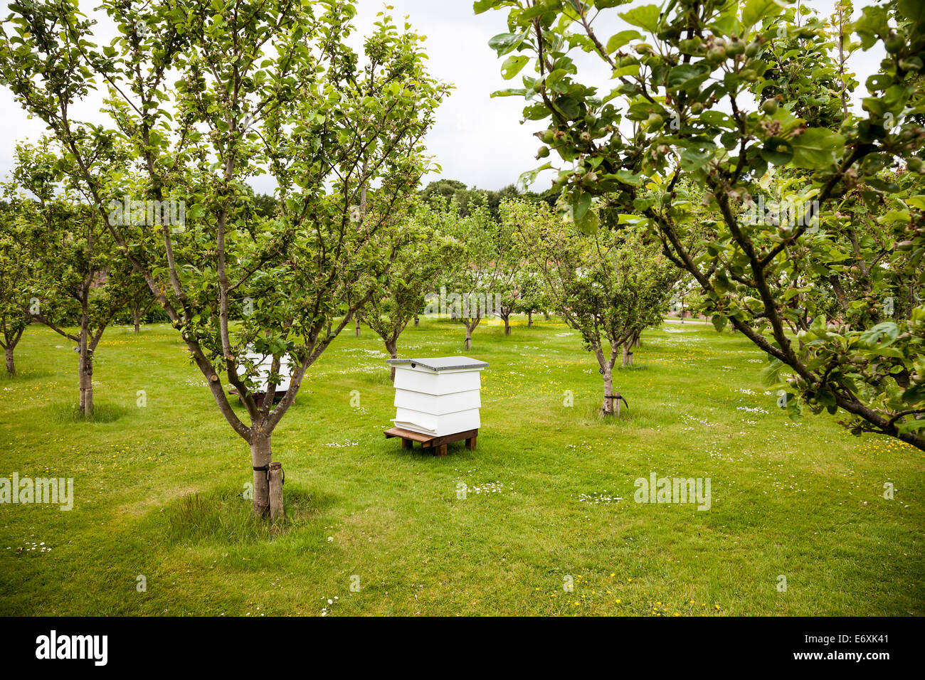 Traditional wooden Bee hives in the kitchen garden orchard at Tatton ...