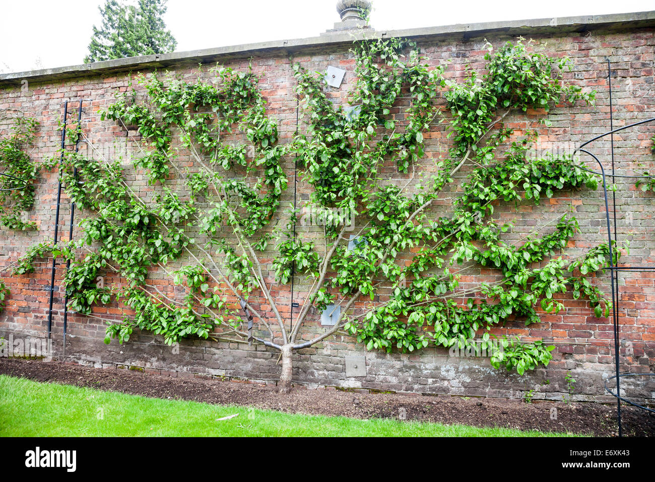 Tatton hall gardens hi-res stock photography and images - Alamy