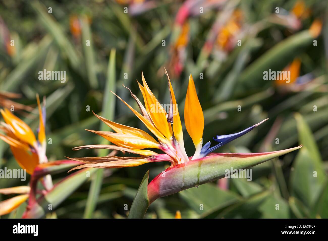 Flower of Madeira, Portugal Stock Photo - Alamy