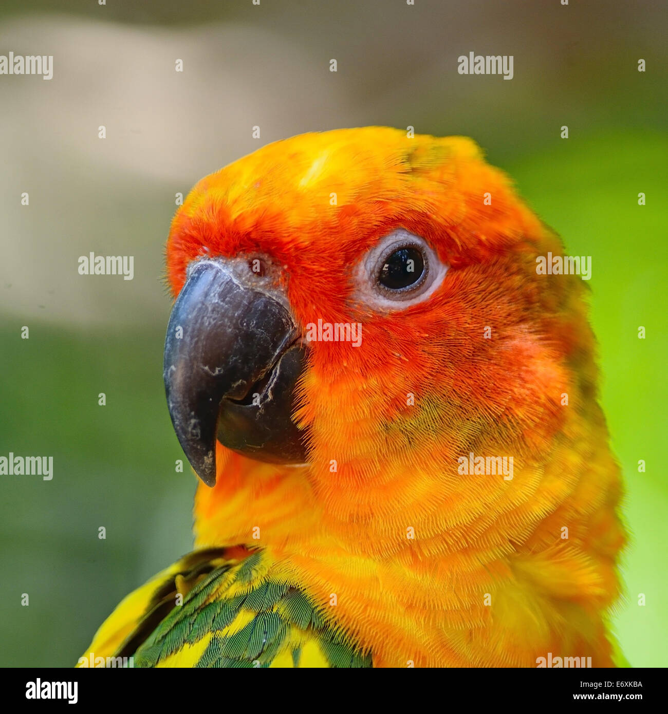 Colorful yellow parrot, Sun Conure (Aratinga solstitialis), head ...