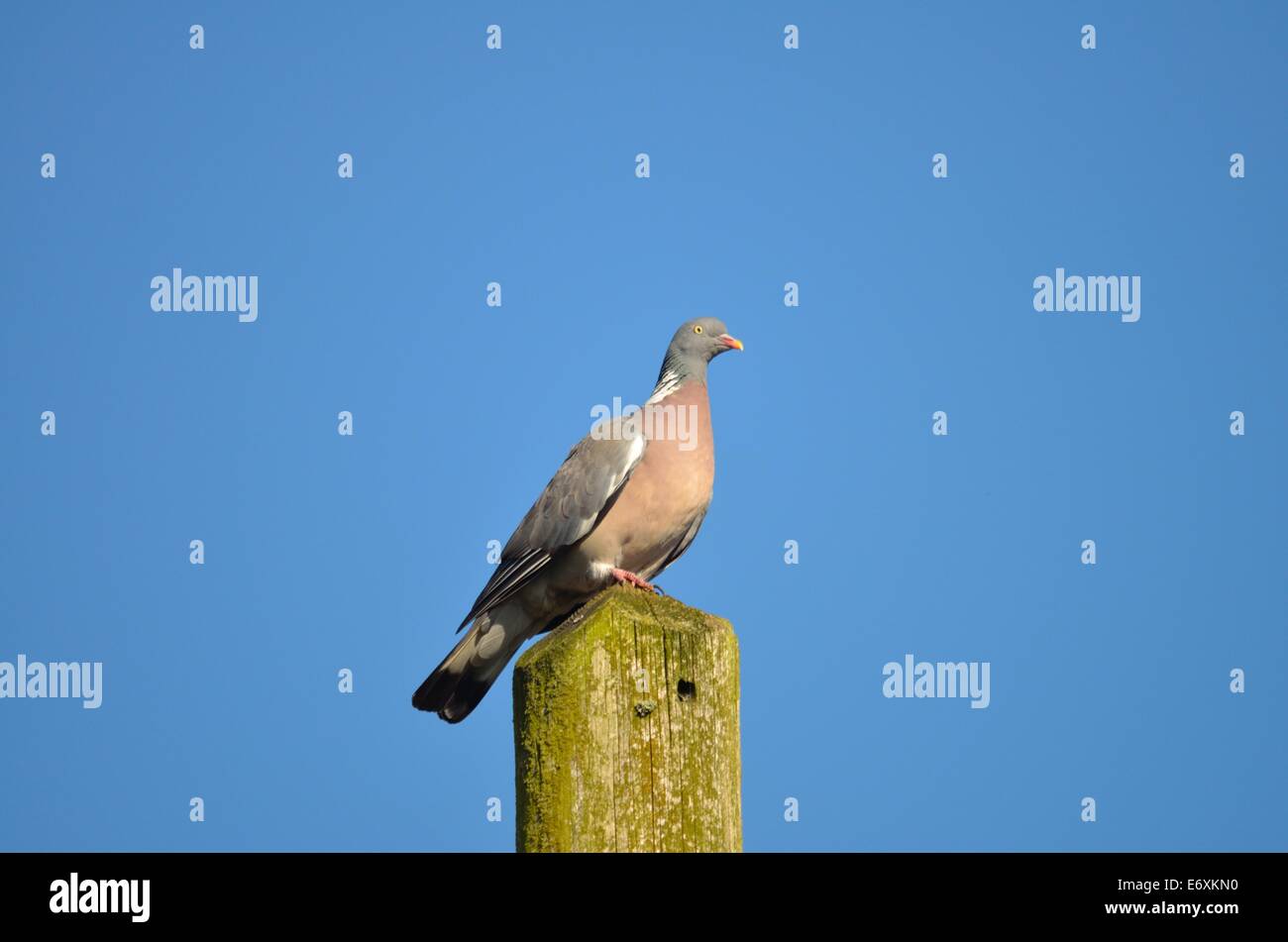 Common Wood Pigeon Sat On A Pole Against Blue Sky Stock Photo - Alamy