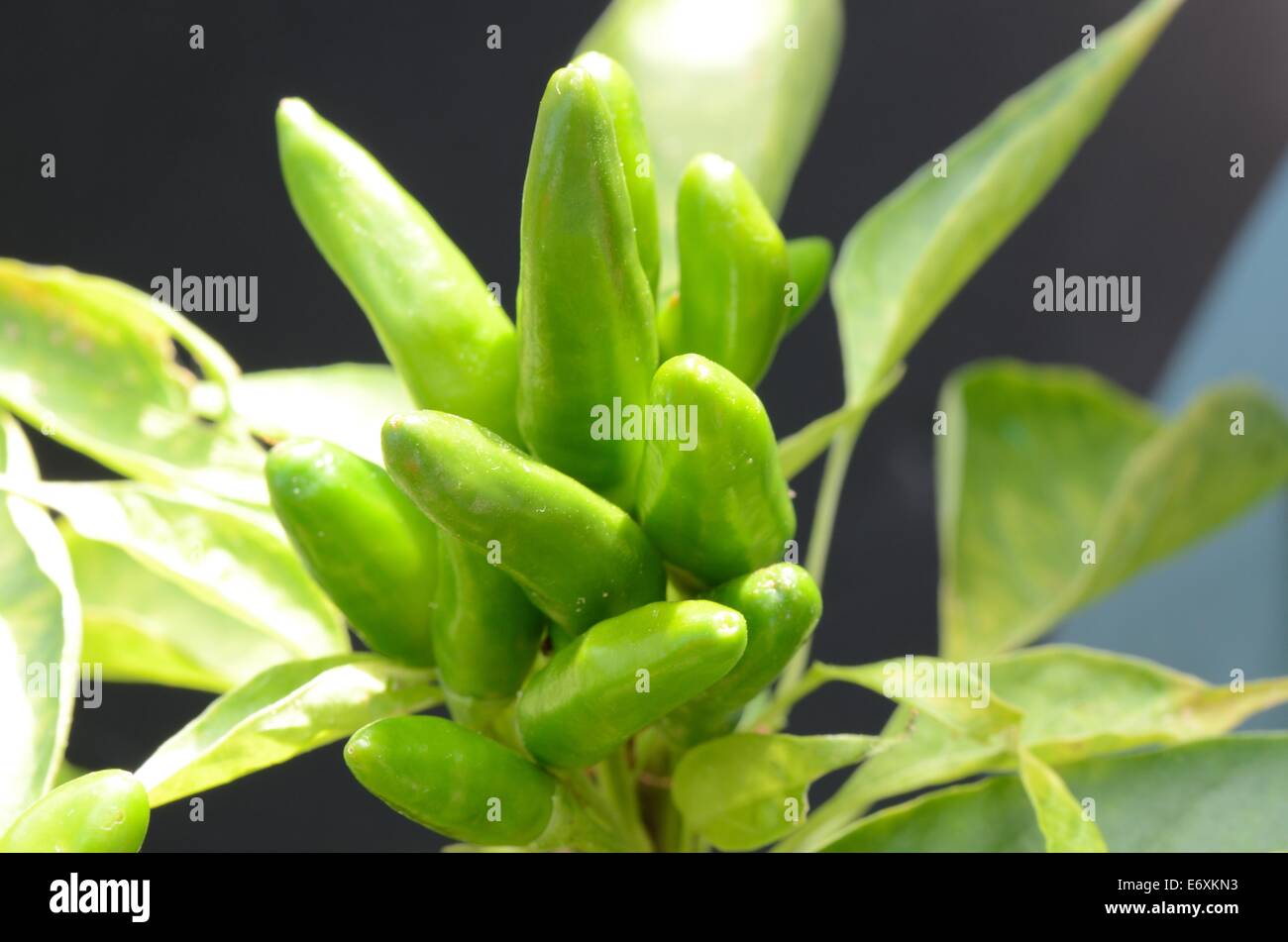 Green Chilli Growing In A Bunch Stock Photo - Alamy