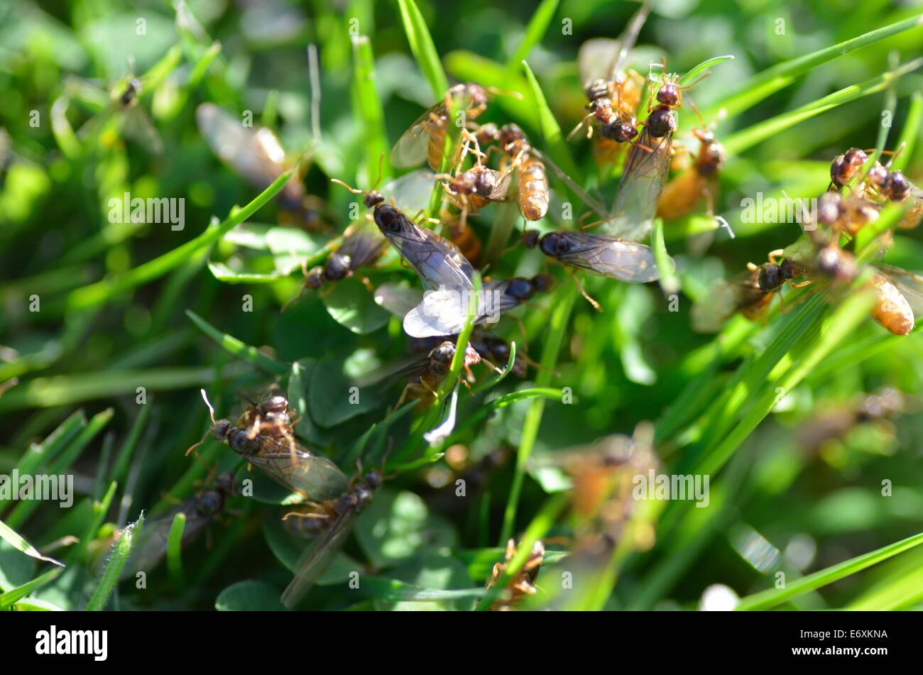 Flying ants hi-res stock photography and images - Alamy