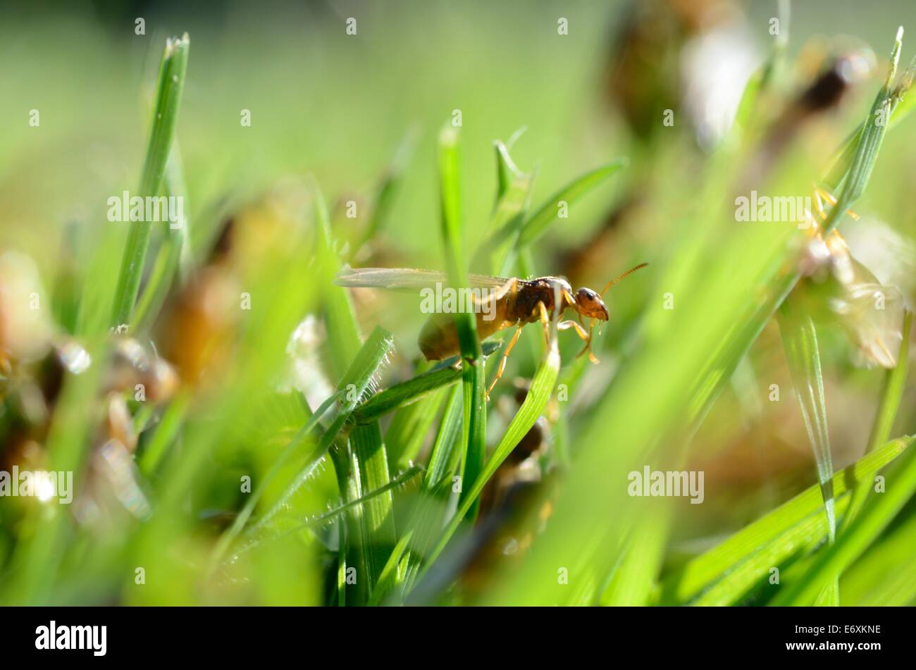 Macro Shot Of A Flying Ant In Grass Stock Photo - Alamy