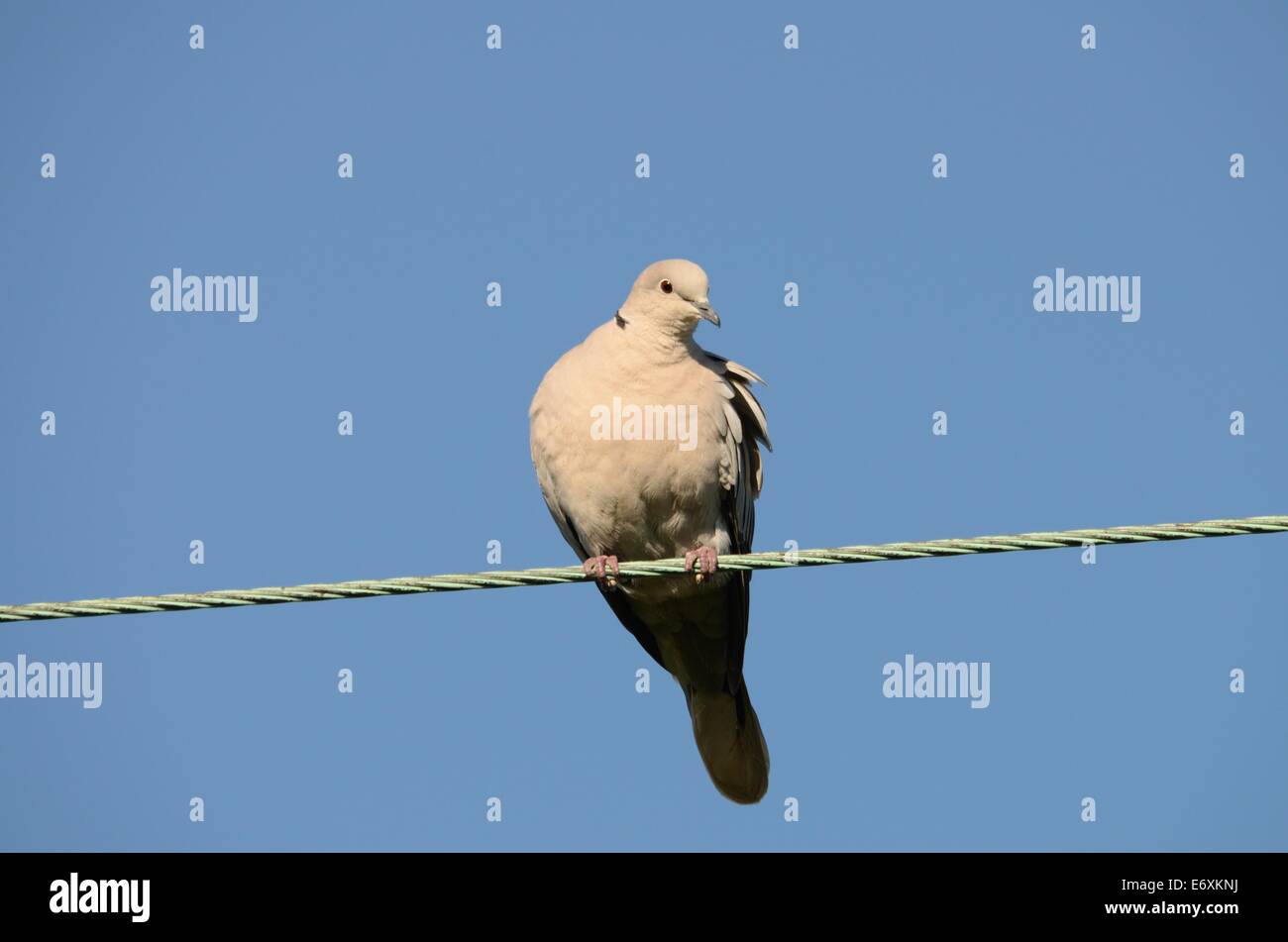 Collared Dove Sat On A Wire Against Blue Sky Stock Photo - Alamy