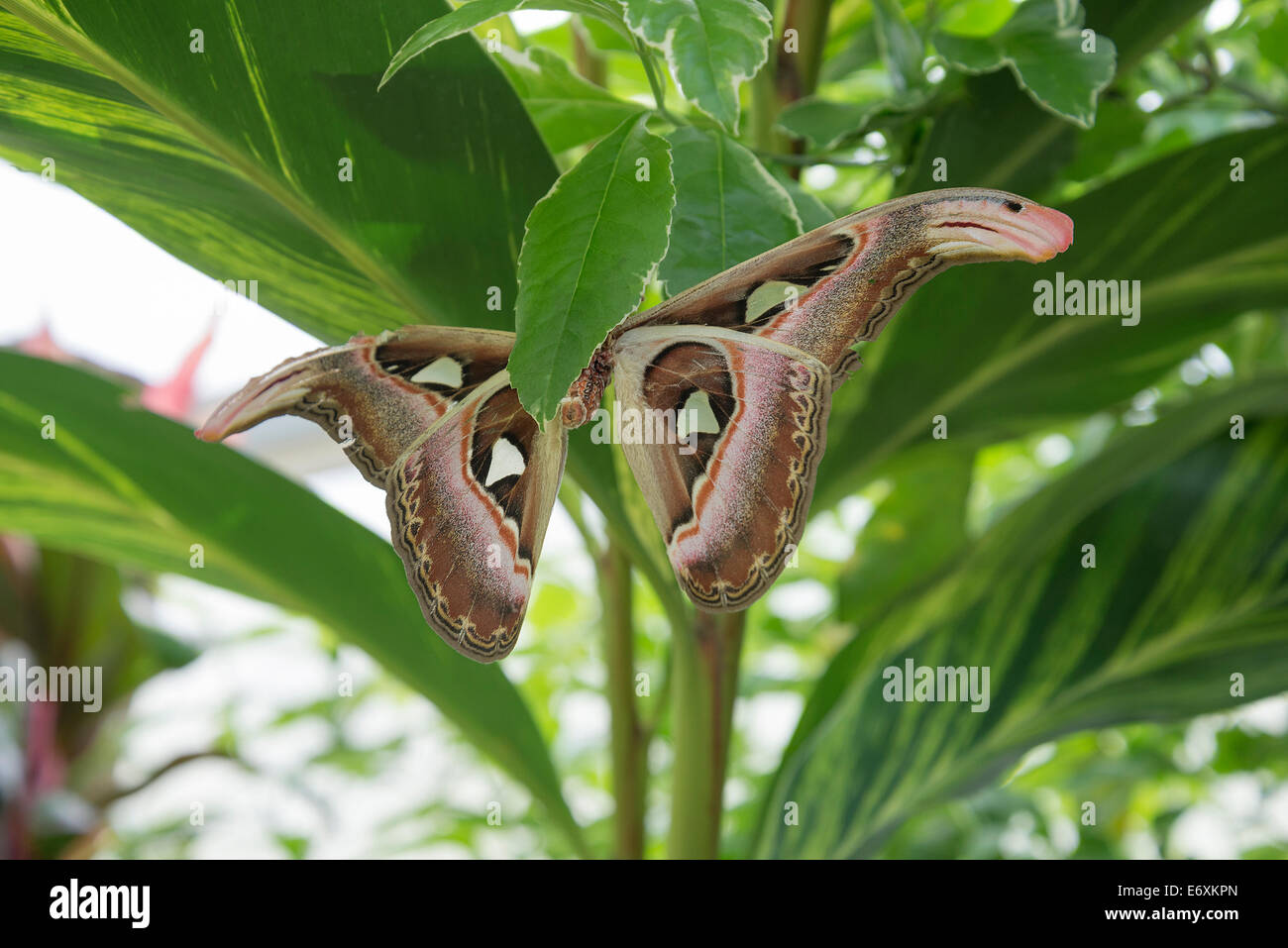 The Butterfly Rainforest features hundreds of butterflies from around ...