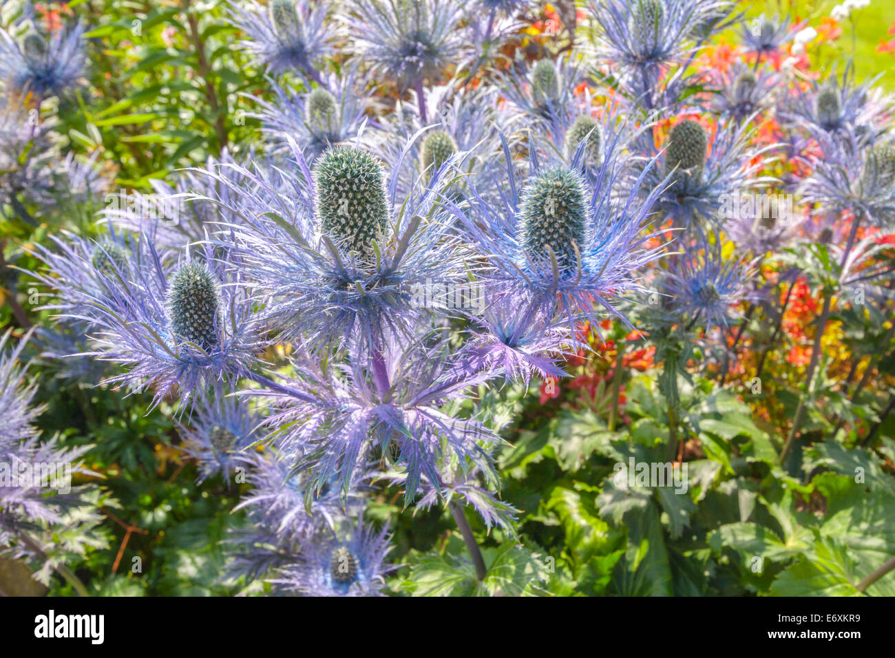 Blue Thistle High Resolution Stock Photography and Images - Alamy
