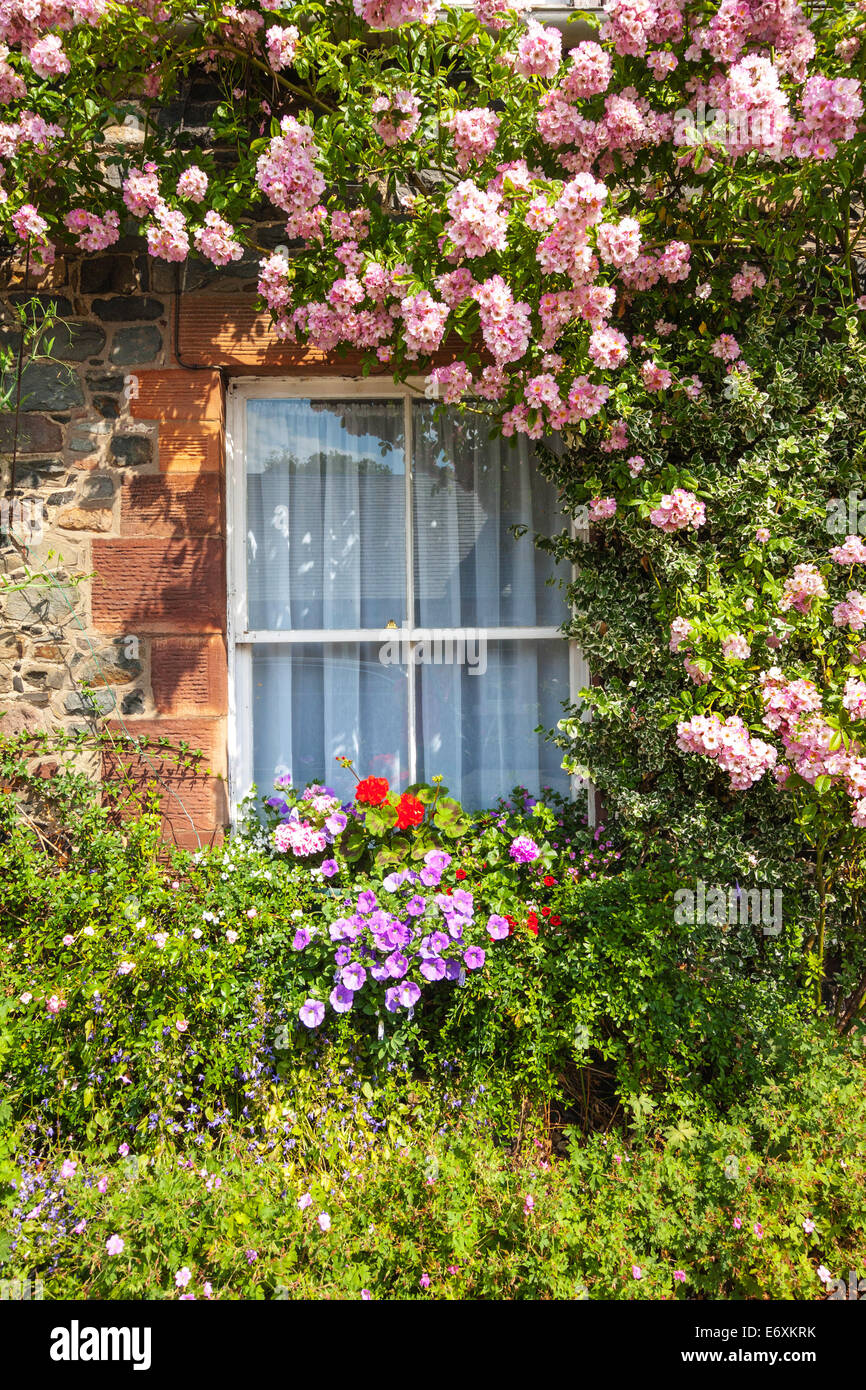 Stone cottage with window and climbing roses Stock Photo - Alamy