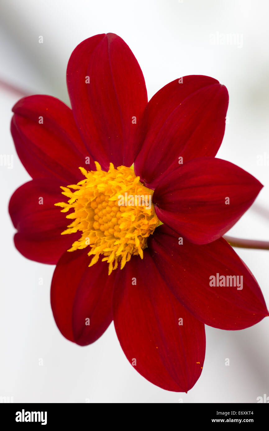 Dark red form of Dahlia coccinea Stock Photo - Alamy
