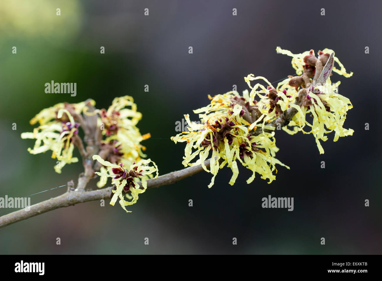 Hamamelis x intermedia pallida hi-res stock photography and images - Alamy