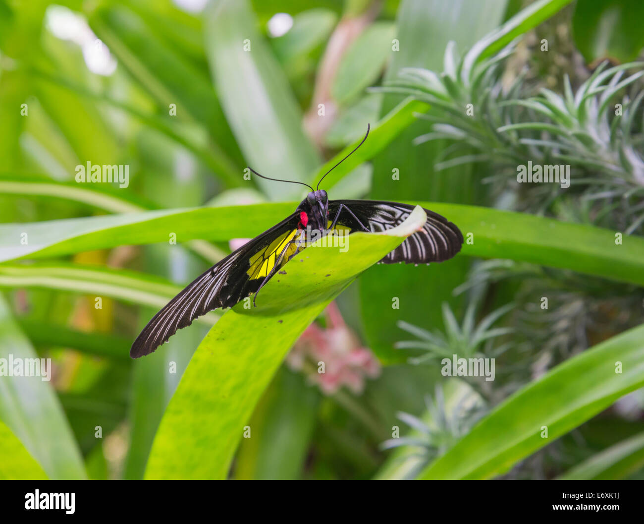 The Butterfly Rainforest features hundreds of butterflies from around ...
