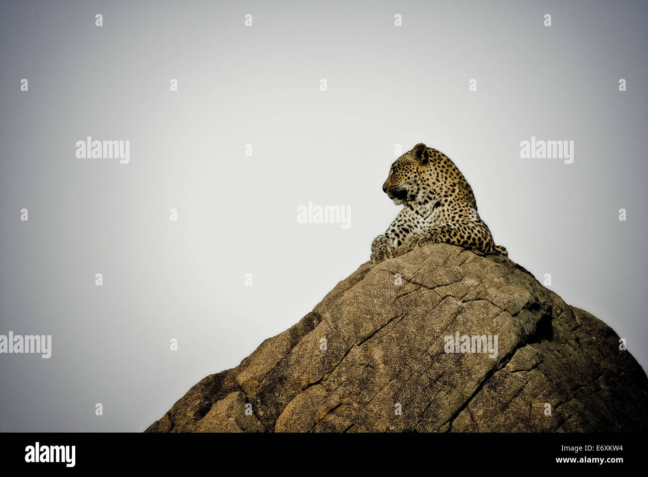 Leopard lying on a rock, Sabi Sands Game Reserve, South Africa, Africa ...