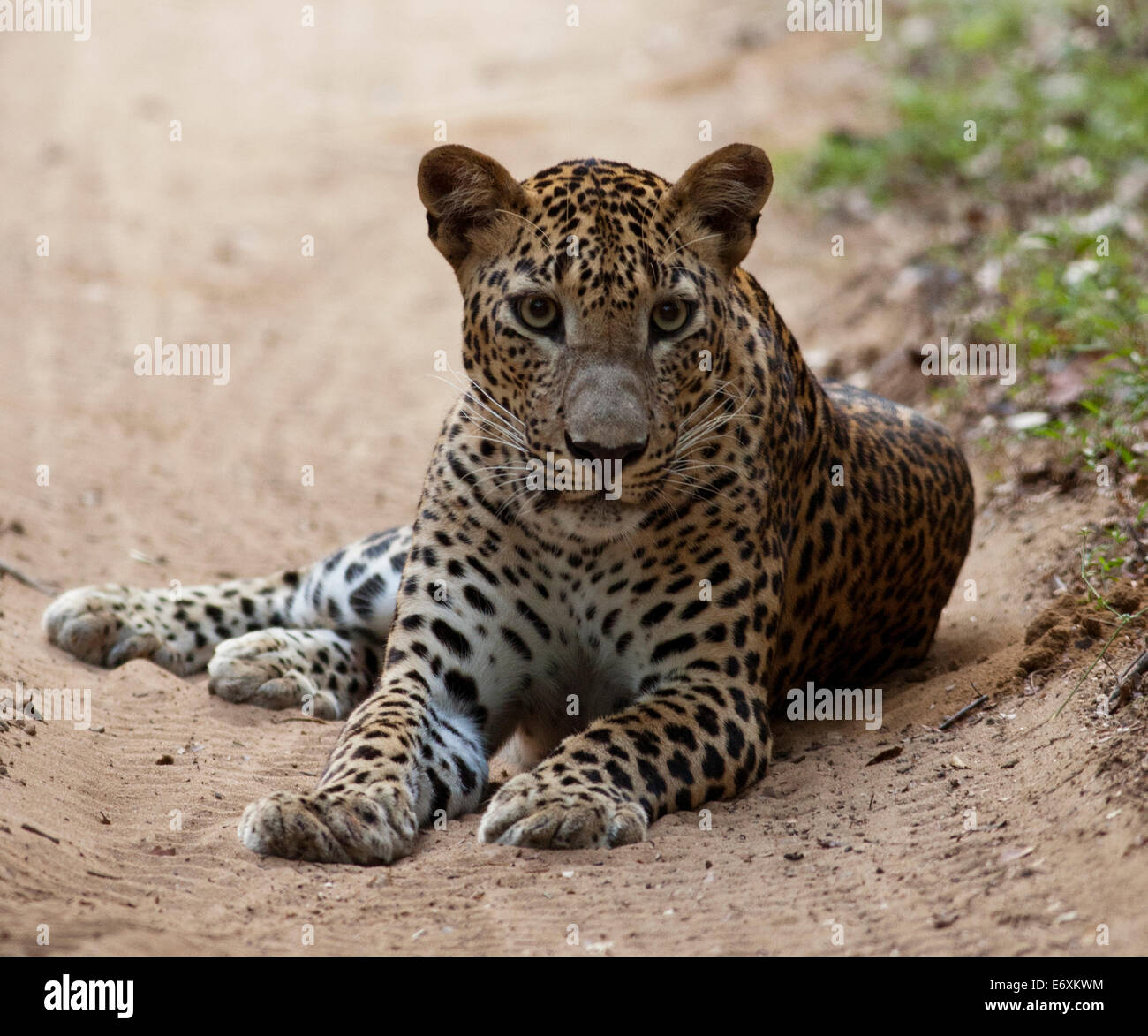 Sri Lankan leopard (Panthera pardus kotiya Stock Photo - Alamy