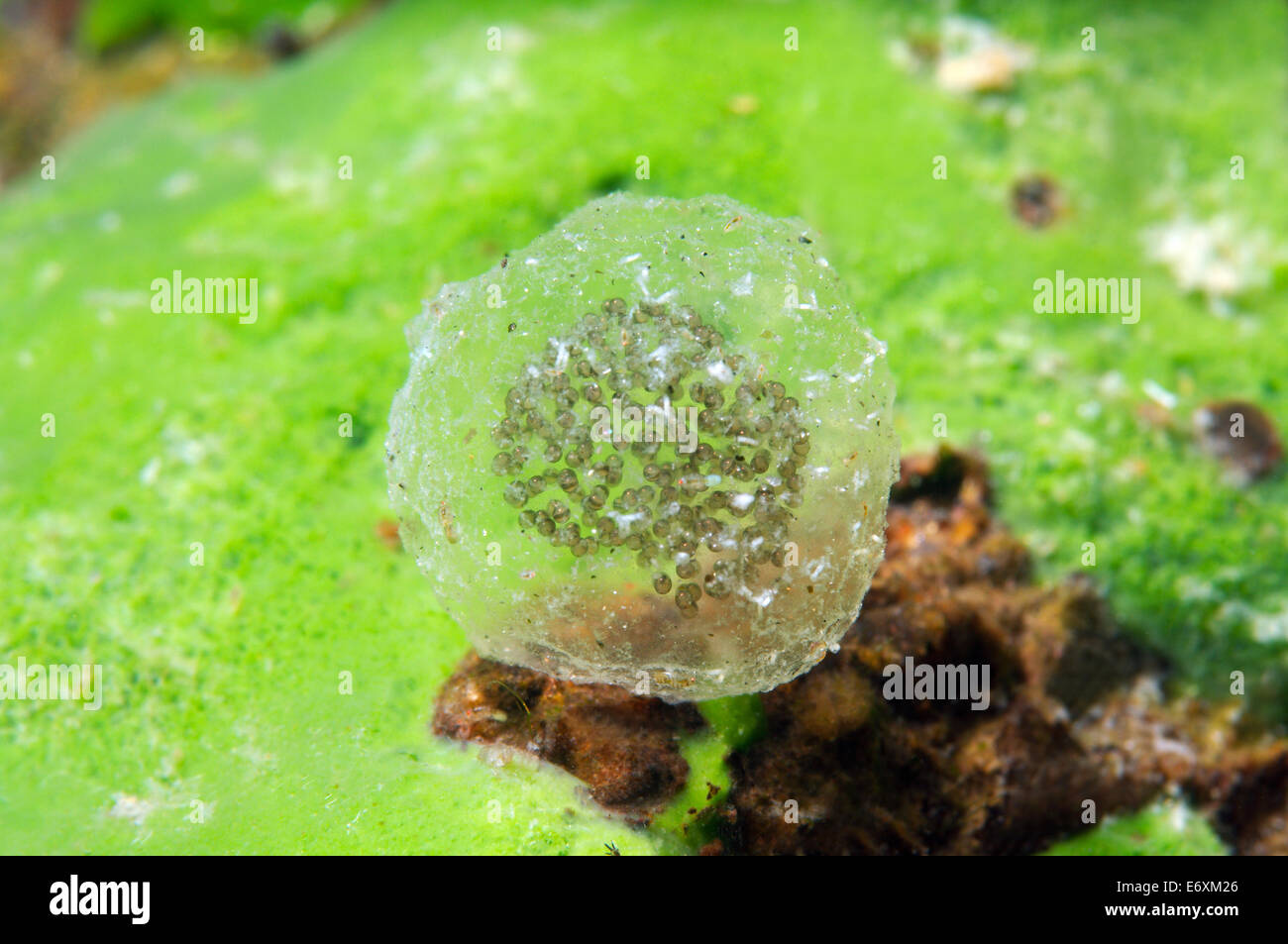 Freshwater Aquarium Snail Eggs