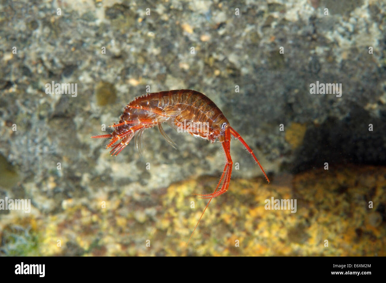 gammarus (Eulimnogammarus cruentus) Baikal Lake, Siberia, Russia Stock ...