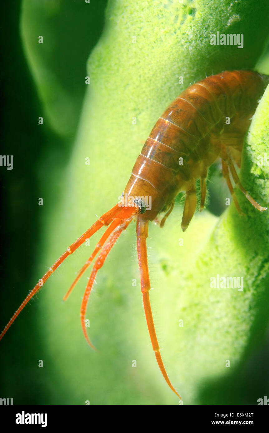 gammarus (Eulimnogammarus cruentus) Baikal Lake, Siberia, Russia Stock ...