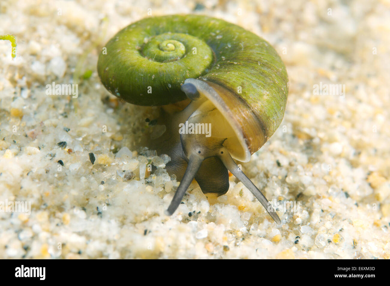 Ramshorn snail planorbis planorbis hi-res stock photography and images ...