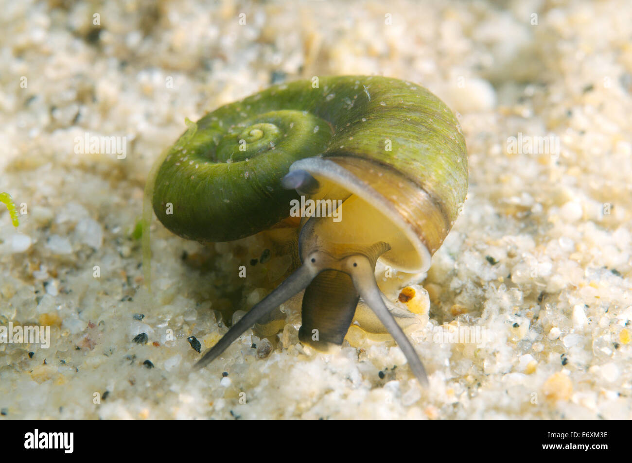 Great Ramshorn Snail (Planorbis planorbis), Lake Baikal, Siberia ...