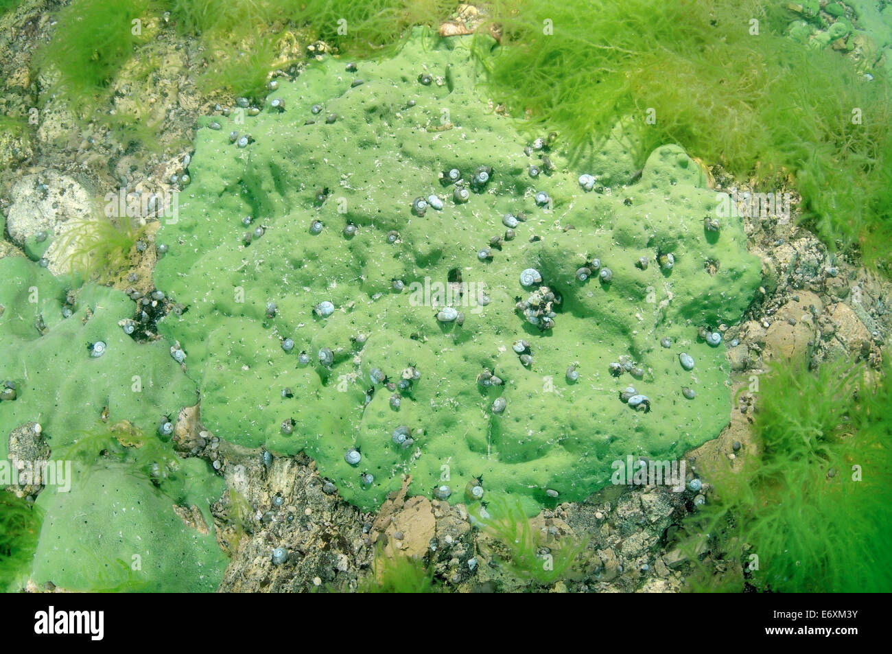 Great Ramshorn Snail (Planorbis planorbis), Lake Baikal, Siberia ...