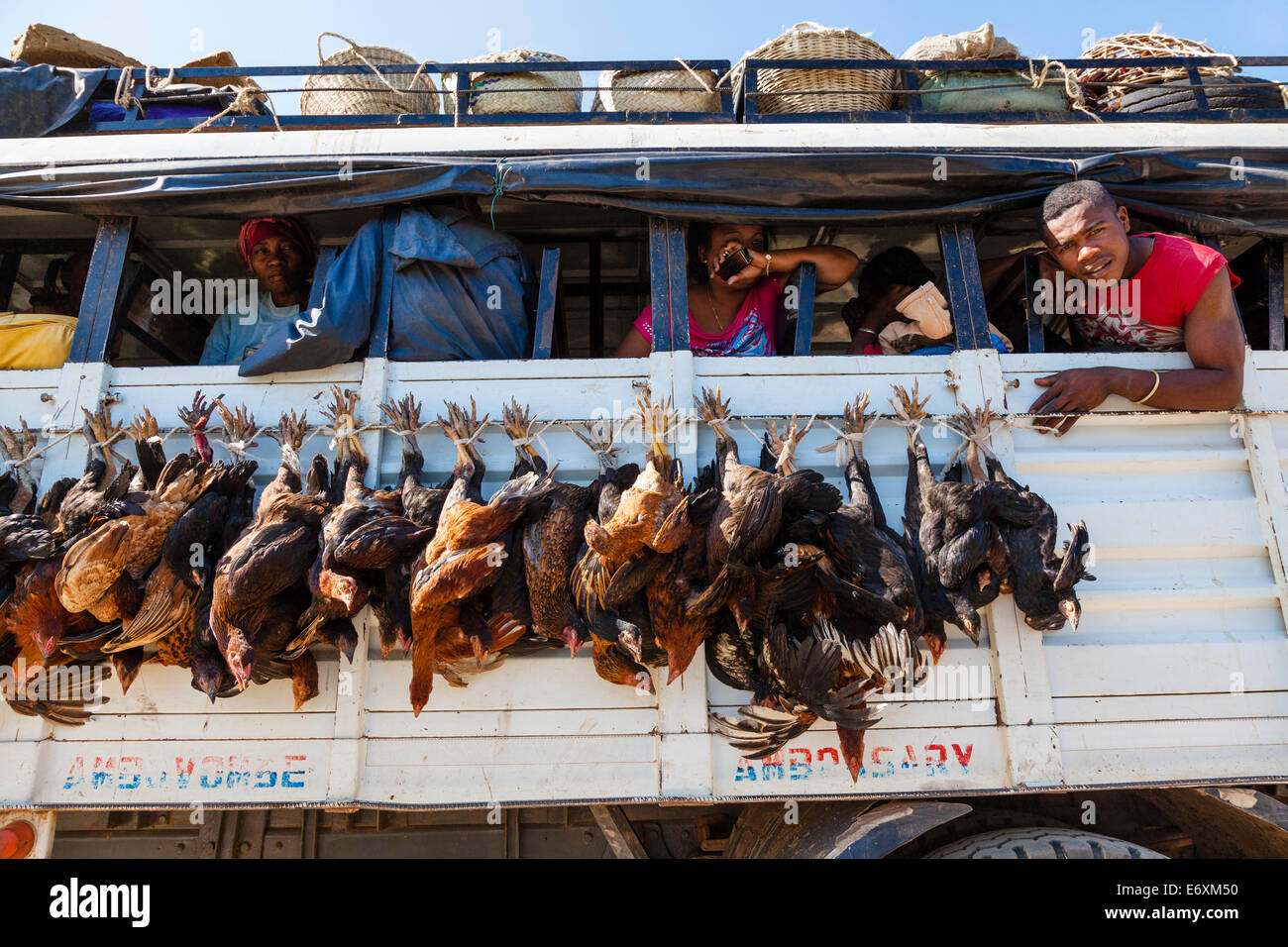 Madagascar chicken hi-res stock photography and images - Alamy