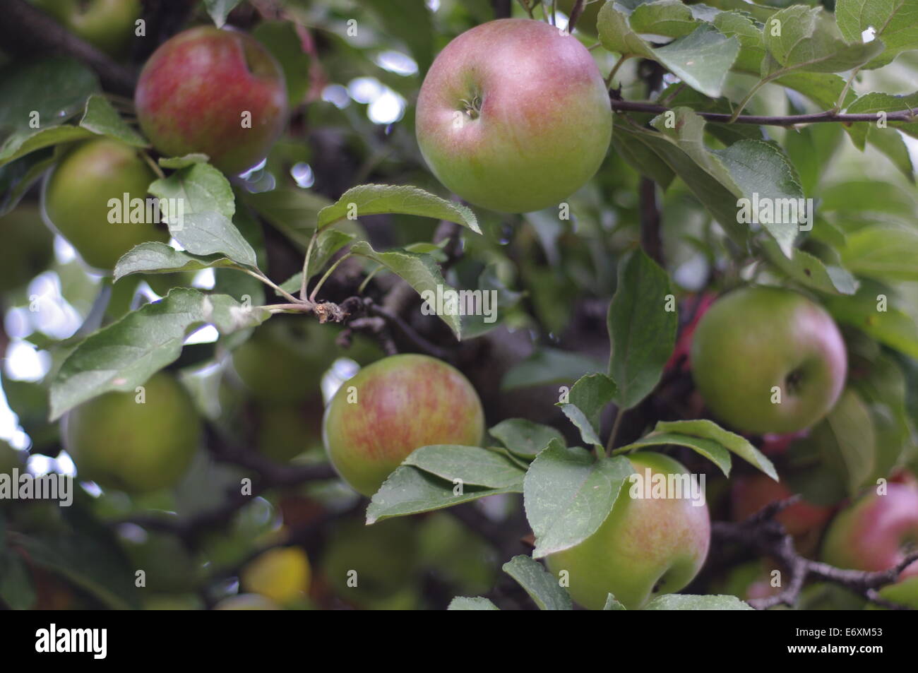 Canopy apple tree hi-res stock photography and images - Alamy
