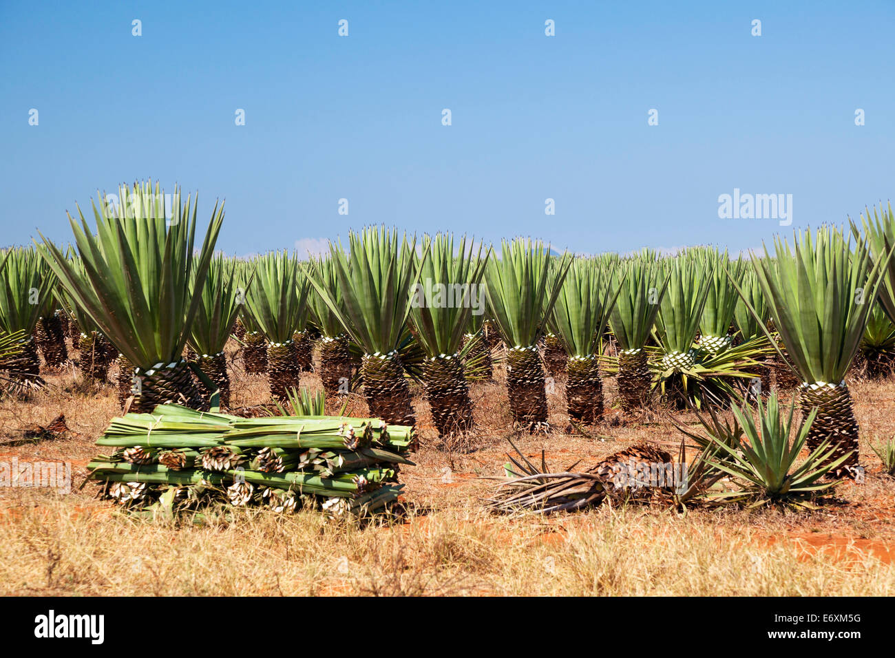 Sisal Plantation High Resolution Stock Photography and Images - Alamy