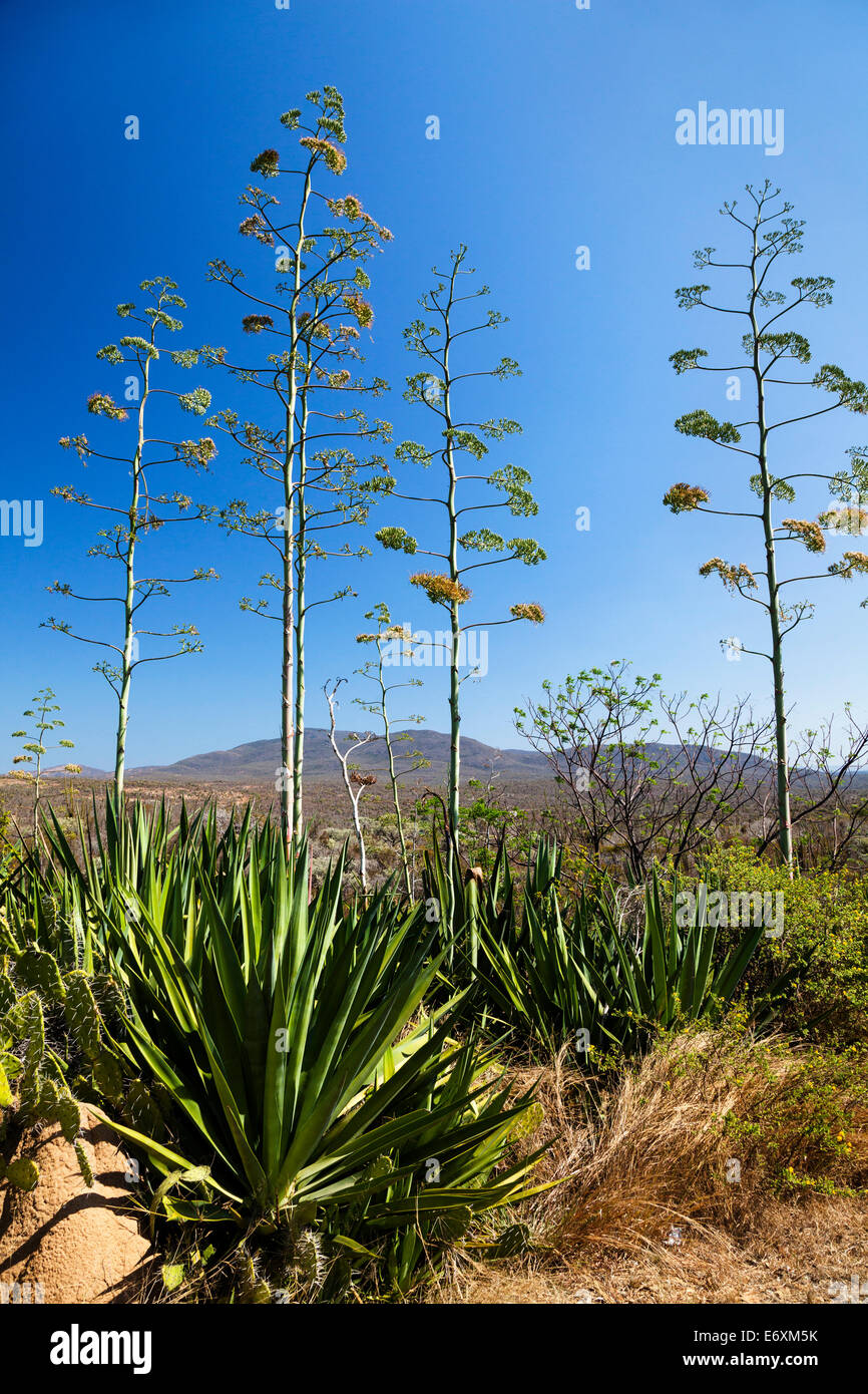 Flowering Sisal Agavae, Agava sisalana, South Madagascar, Africa Stock ...