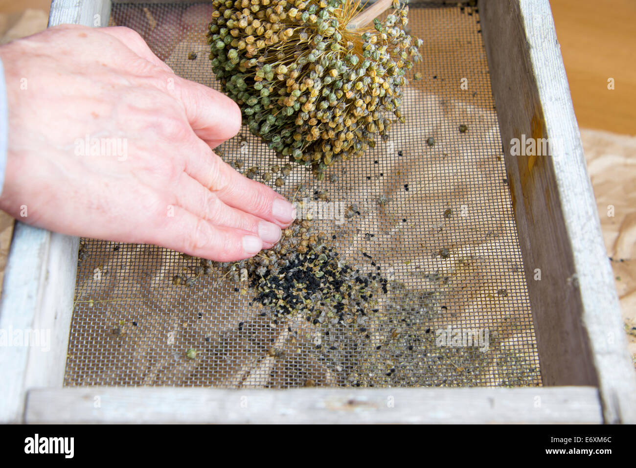 Separating chaff seed hi-res stock photography and images - Alamy