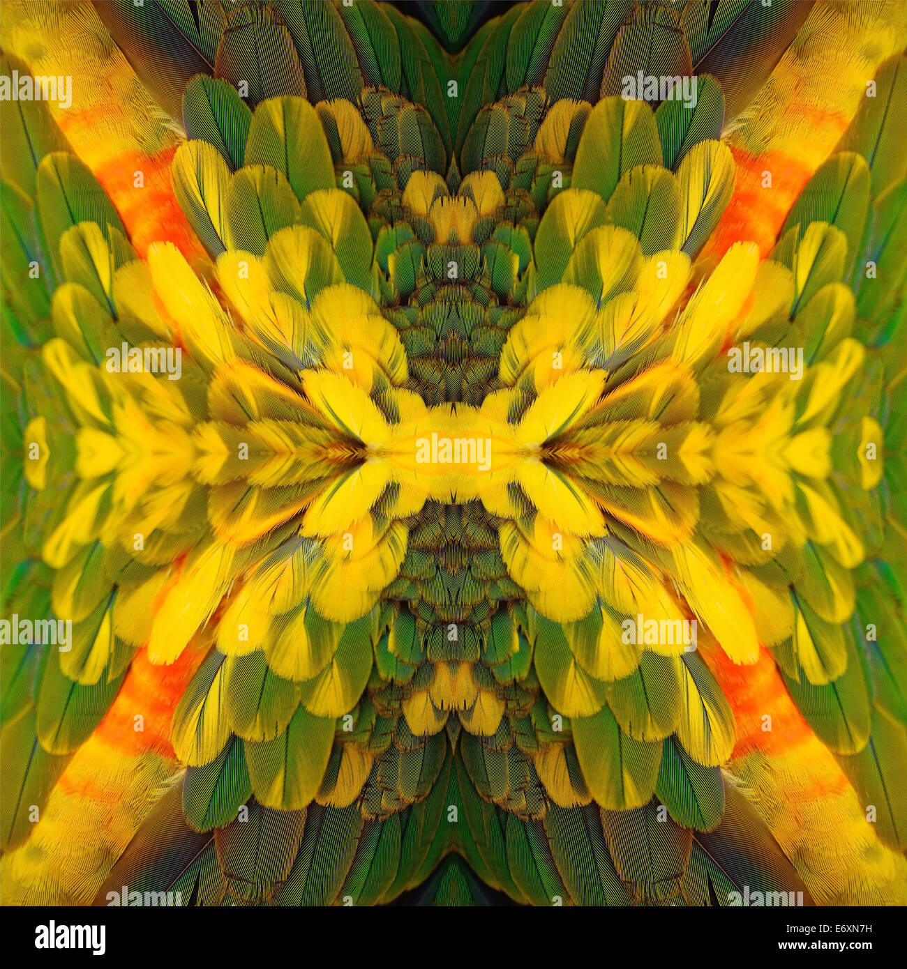 Seamless pattern made from Sun Conure feathers Stock Photo - Alamy