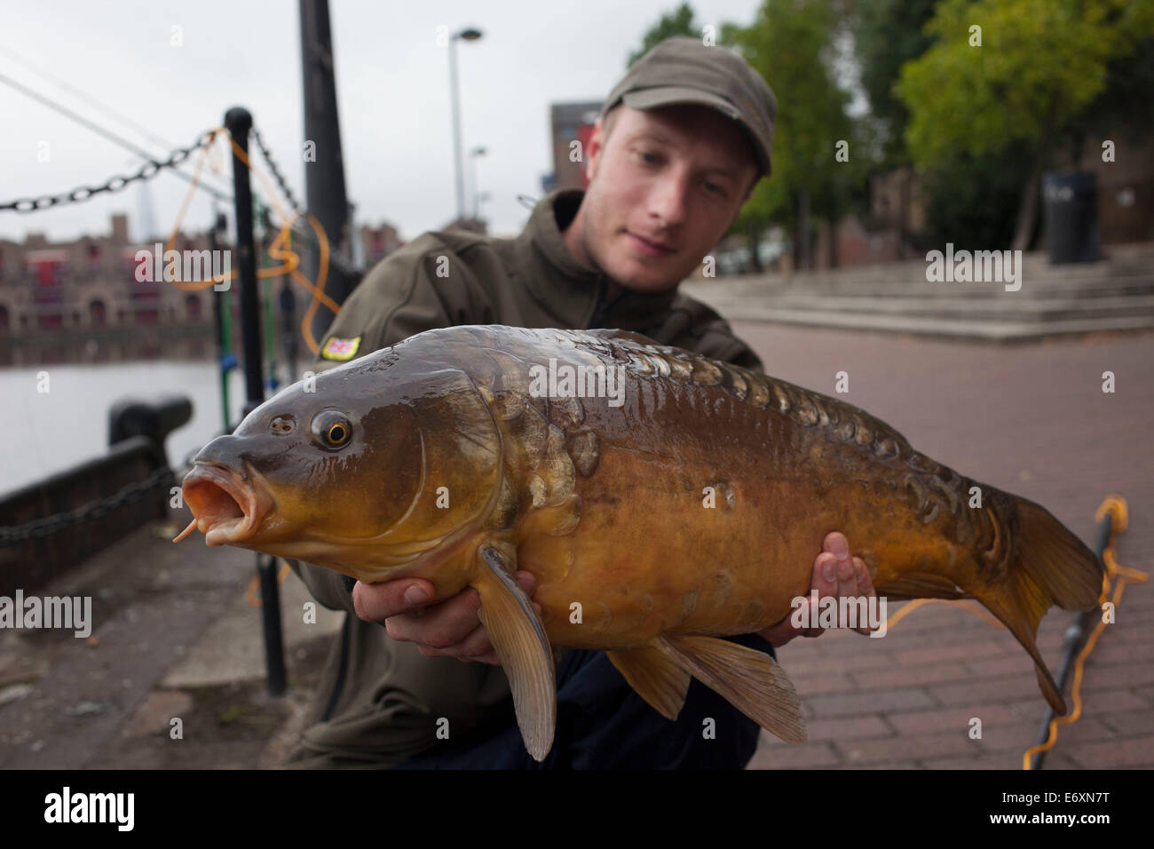 Fisherman lands a large carp in Shadwell Basin in East London, UK Stock ...