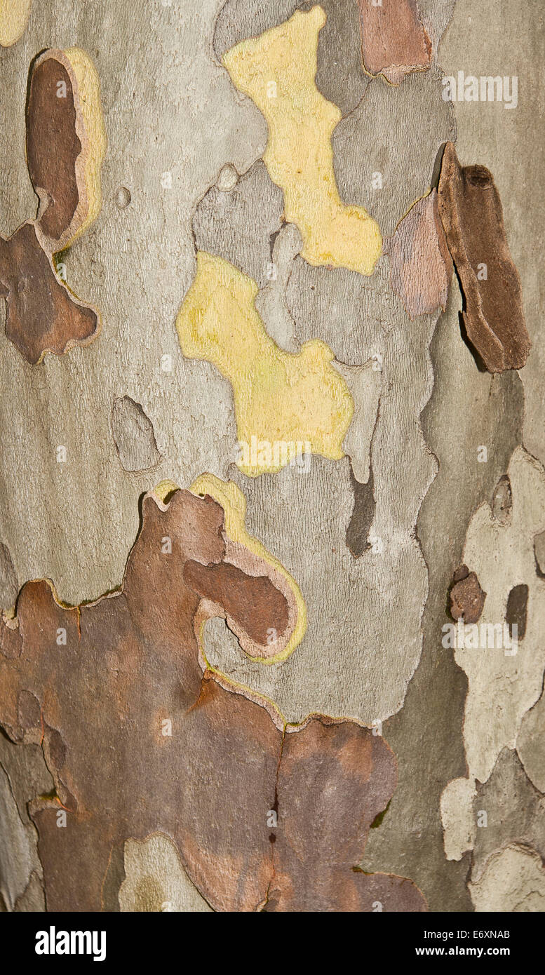 Brazilian leopard hi-res stock photography and images - Alamy